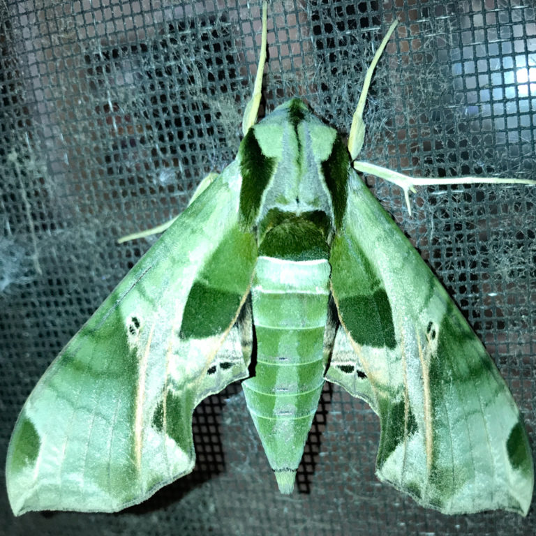 Pandora Sphinx Moth – A Bisel Dis… A Bisel Dat